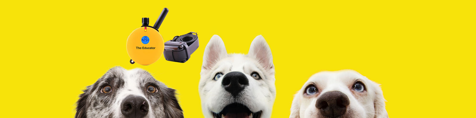 High-Performance Dog Training Remote E-Collars | Canine Athletes