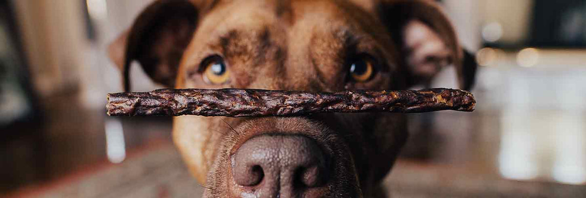 Natural Dog Treats & Supplements for Performance Dogs | Canine Athletes