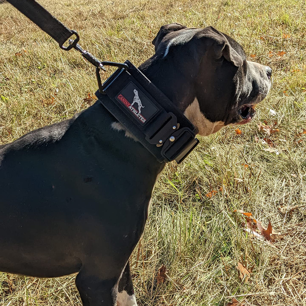 Canine Athletes 3" Venator Neoprene Padded Working Dog Collar