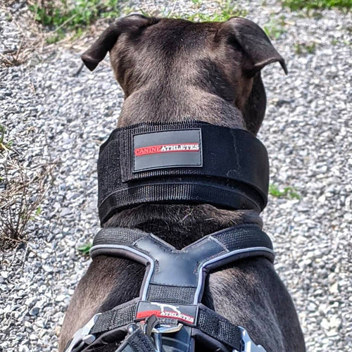 E-Collar Technologies K9-800 Tactical Remote Dog Training Collar ...