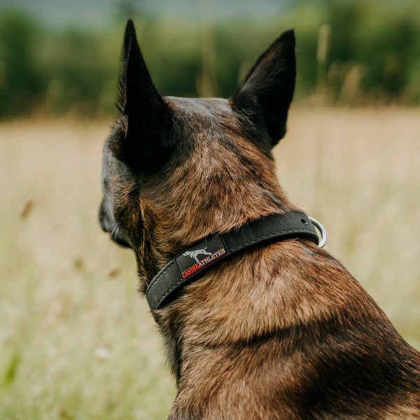 Canine Athletes 1" AP-Sport Working Dog Collar